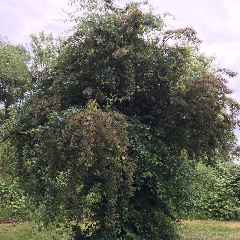 Hawthorn: The Reeking May Tree – A Place Between The Trees