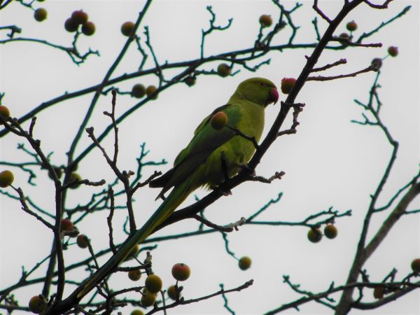 A Flash of Green in the Grey Skies of Manchester – A Place Between The ...