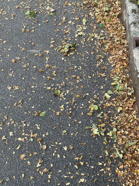 A Flash of Green in the Grey Skies of Manchester – A Place Between The ...