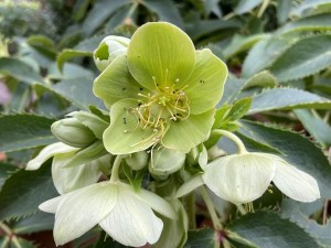 Hellebore: The History of a Toxic Medicinal ‘Remedy’ – A Place Between ...