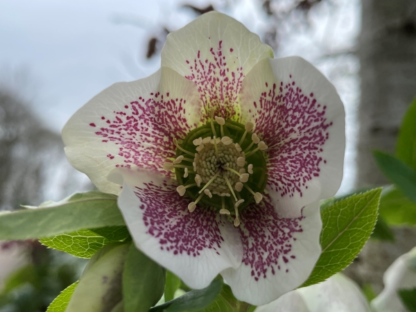Hellebore: The History of a Toxic Medicinal ‘Remedy’ – A Place Between ...
