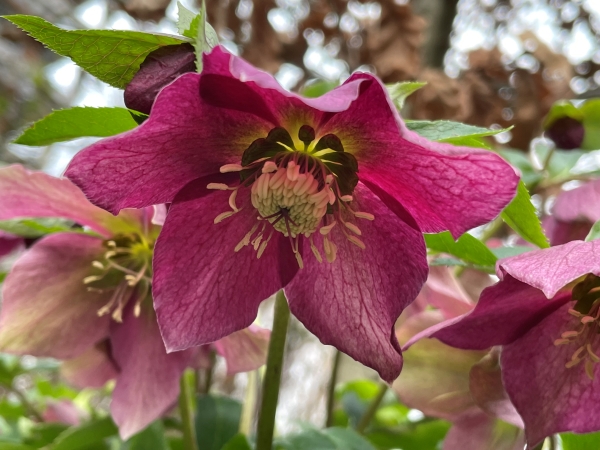 Hellebore: The History of a Toxic Medicinal ‘Remedy’ – A Place Between ...