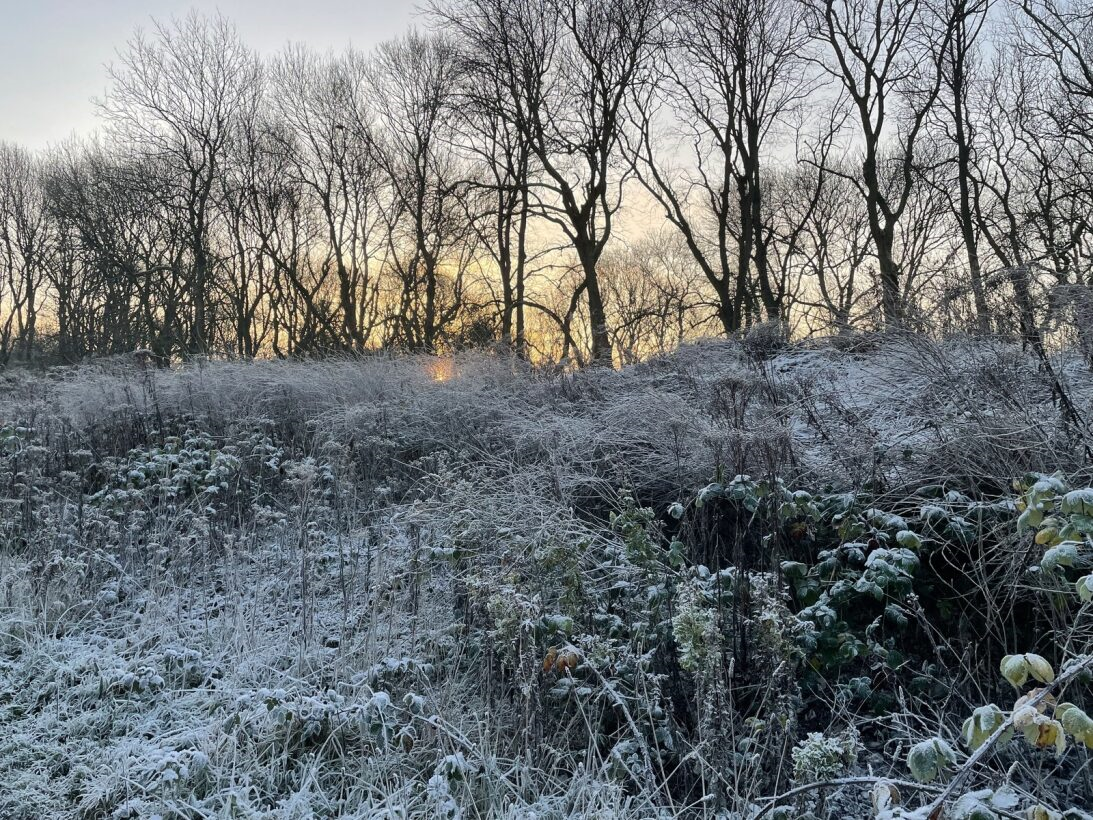 Winterviews – A Place Between The Trees