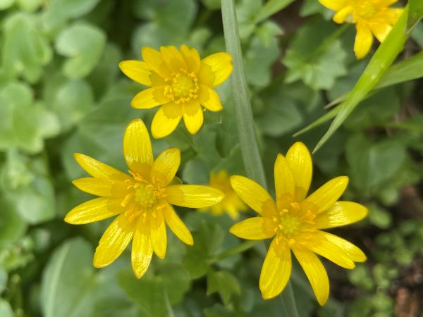 Art, Health and History: Golden Flowers of Spring: Lesser Celandine – A ...