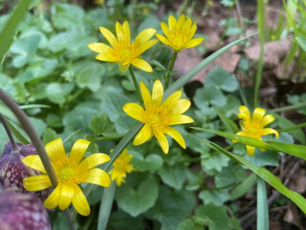 Art, Health and History: Golden Flowers of Spring: Lesser Celandine – A ...