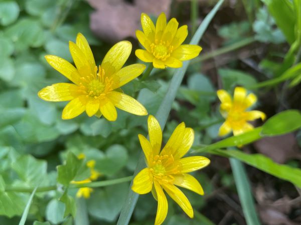 Art, Health and History: Golden Flowers of Spring: Lesser Celandine – A ...